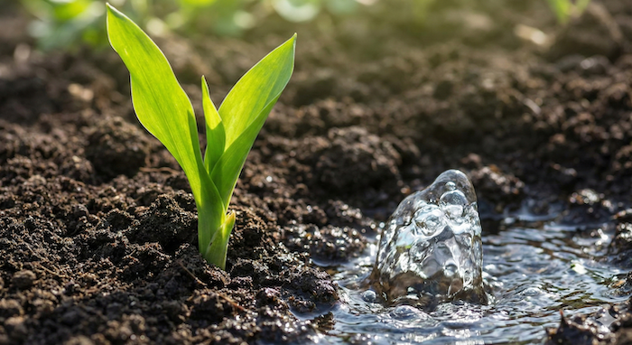 春は英語で？Springだけじゃない！春の訪れを伝えるおしゃれなフレーズとイディオム完全版 | 英単語アプリTANZAM